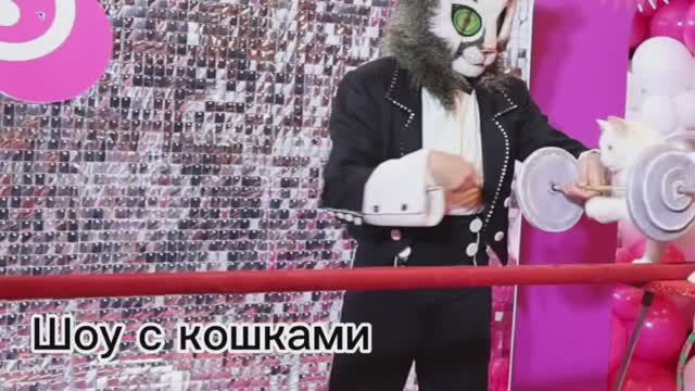 Шоу с кошками
