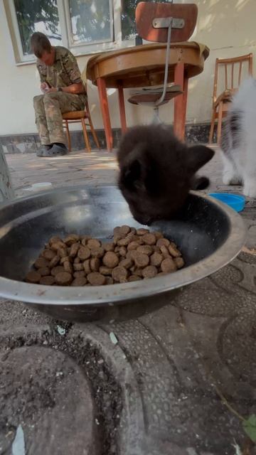 Котики 4