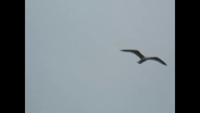 _S&K_ Новый Год Стучится В Двери _