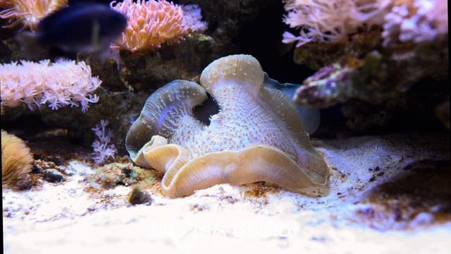 Розовая жемчужина Морской аквариум с живыми кораллами 770 литров