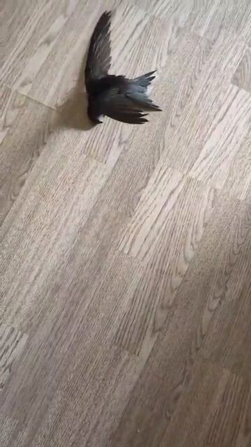 Лечение ЧМТ у стрижа: до/после