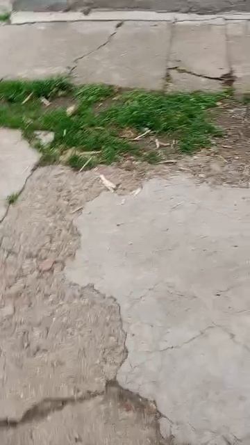 Белый -старый очень-очень.Но полезным всем быть хочет."Охранятель" двора