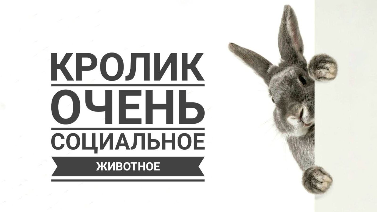 Кролик - очень социальное животное