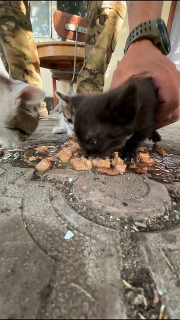 Котики 3
