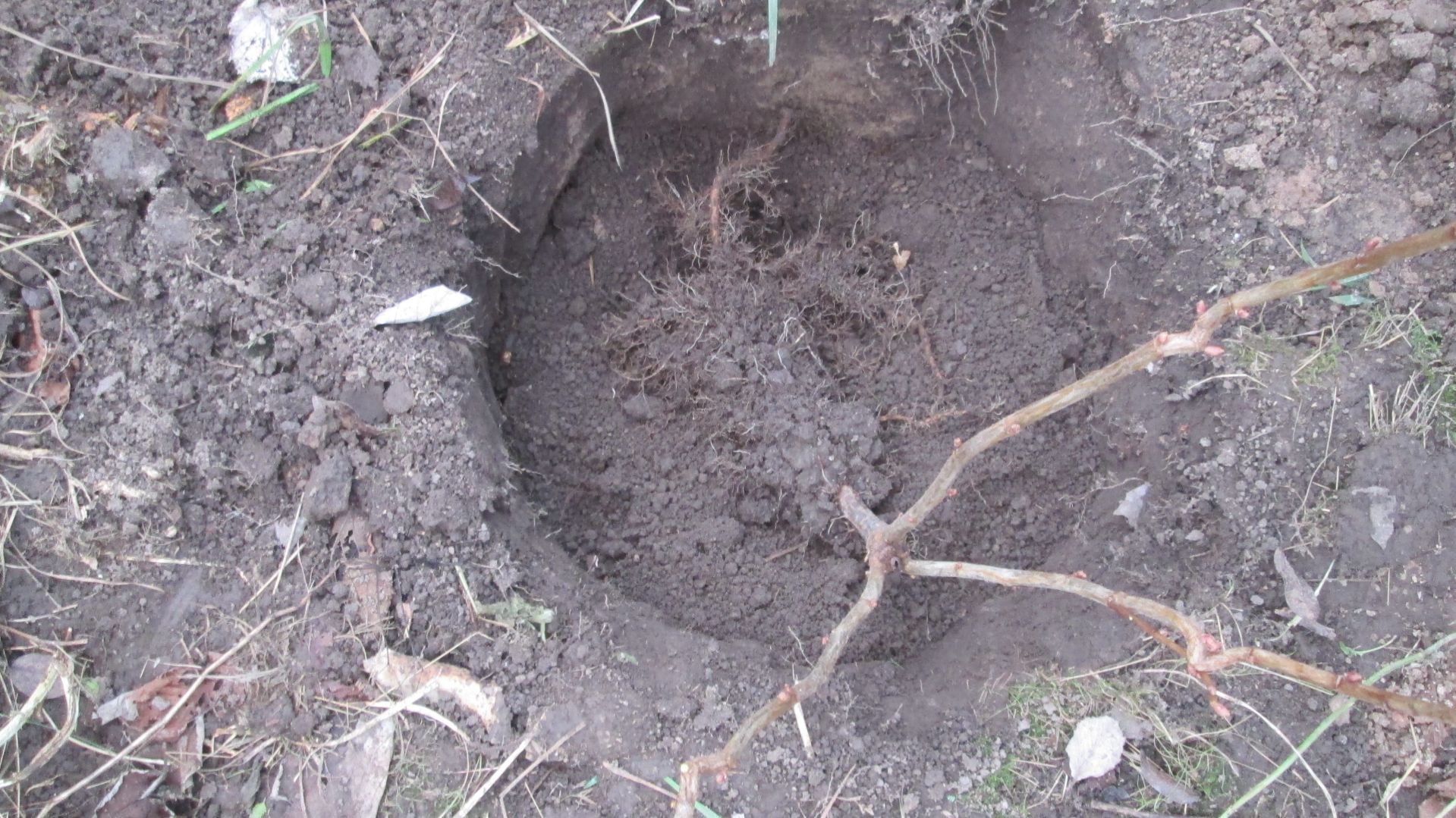 Посадка черной смородины осенью