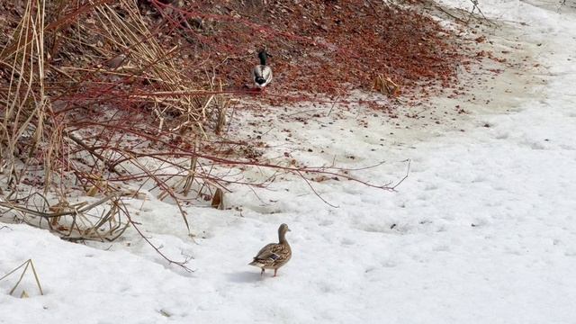 Кряквы прилетели!