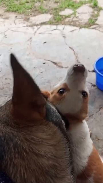 У ног хозяйки все сидят. "Уйди,она моя!"- друг другу говорят.