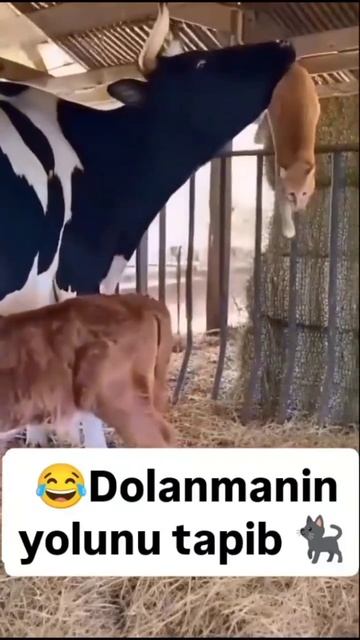 Кот, который нашел способ пить молоко.