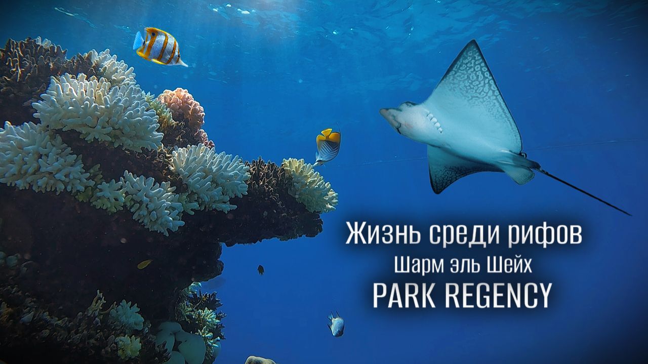 Шарм эль Шейх. Египет. Отель Park Regency 5*