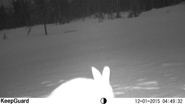 Югыд ва, заяц