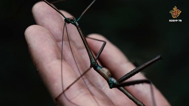 Иң озын бөҗәк  | Гаҗәеп дөнья серләре. Бөҗәкләр дөньясы