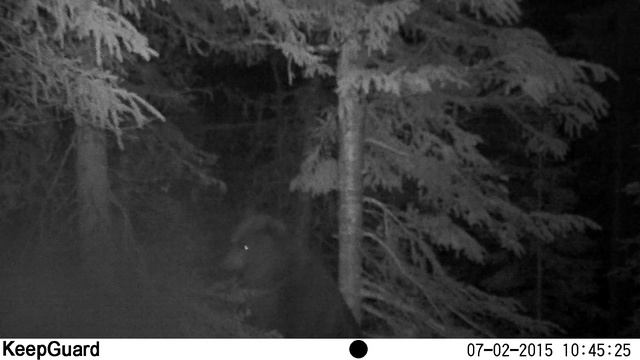 Югыд ва, медведь