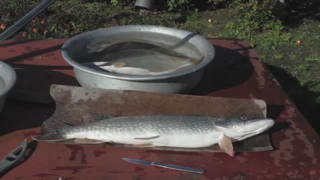 2025.08.29. Удачная рыбалка.