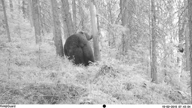 Югыд ва, медведь