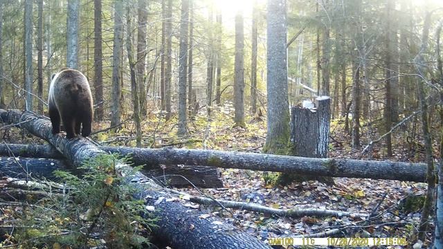 Животные.Бурый медведь смотреть онлайн.Природа