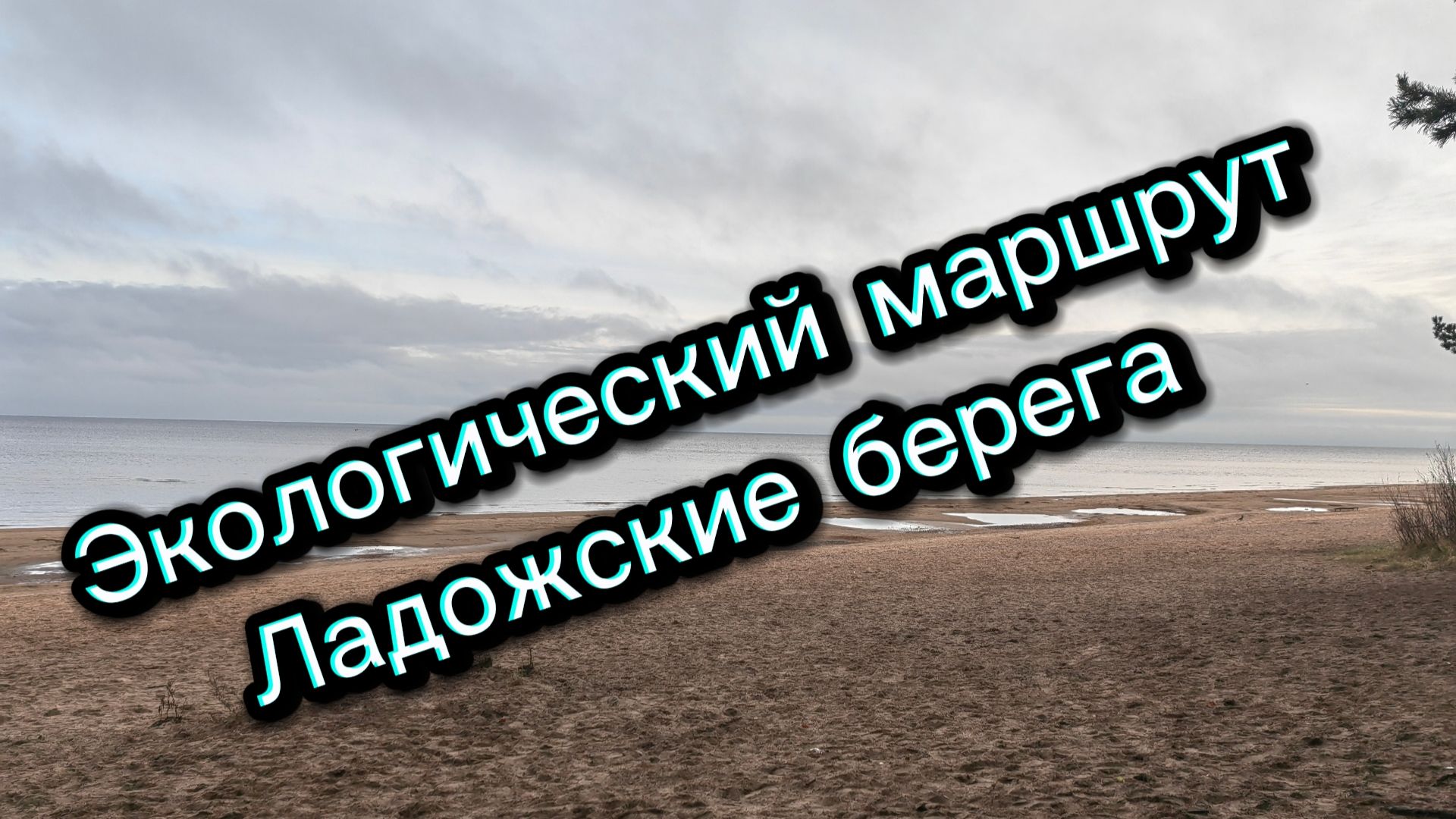 Экологический маршрут "Ладожские берега", Коккоревский заказник