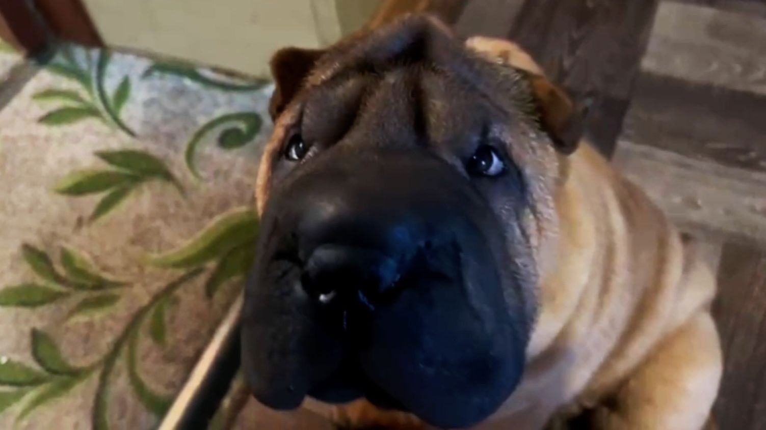 "Мой щенок" первая монтажная работа  ученика 5 класса Питерских Артема