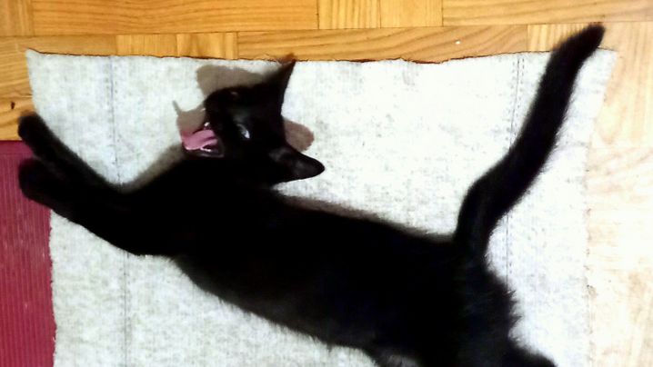 Котенку средство от глистов