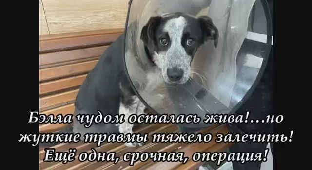 Бэлла чудом осталась жива!… но жуткие травмы тяжело залечить! Еще одна, срочная, операция!