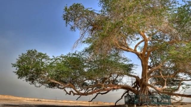 10 самых удивительных деревьев мира!