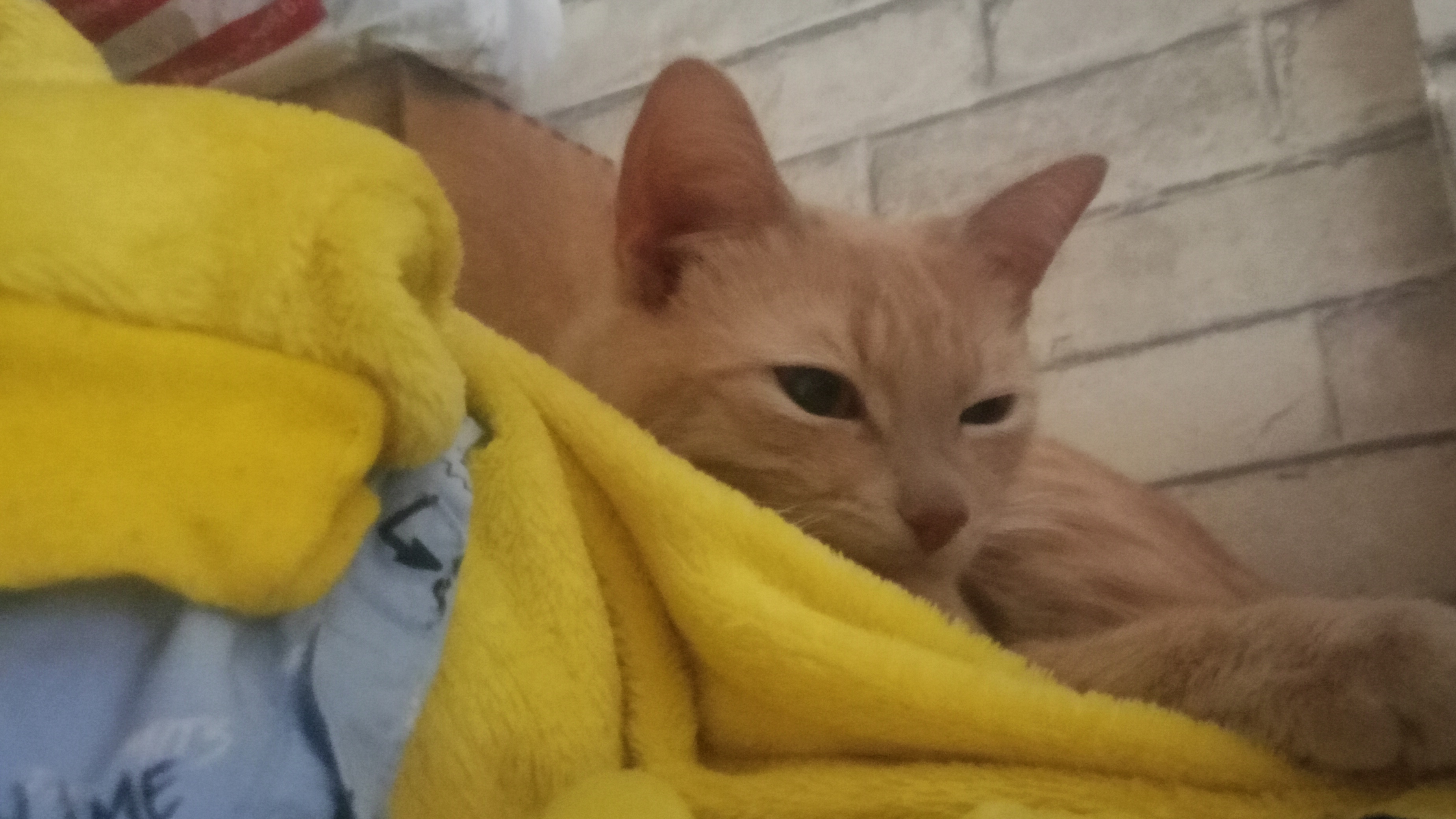 Быстро бегает (Т.Р.А.)