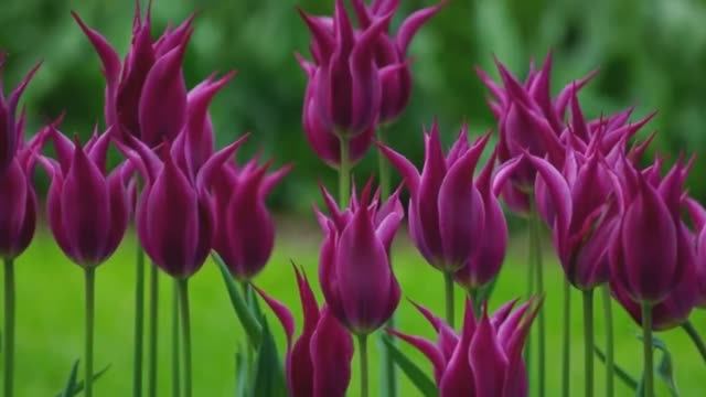 DJ Сиречь - С Днём Рождения, Мамочка !  ( Музыкальный подарок Маме от дочерей ) 🌷🌷🌷🌷🌷