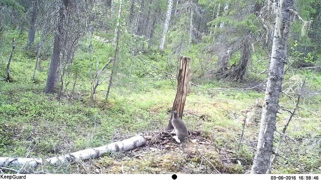 Югыд ва, заяц