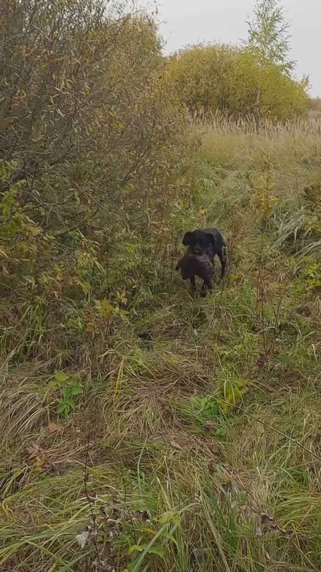 Дратхаар ловит бобра #shorts