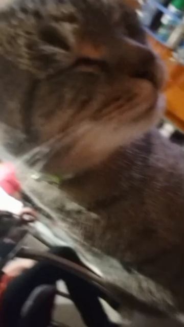 Барсик ест сметанку.