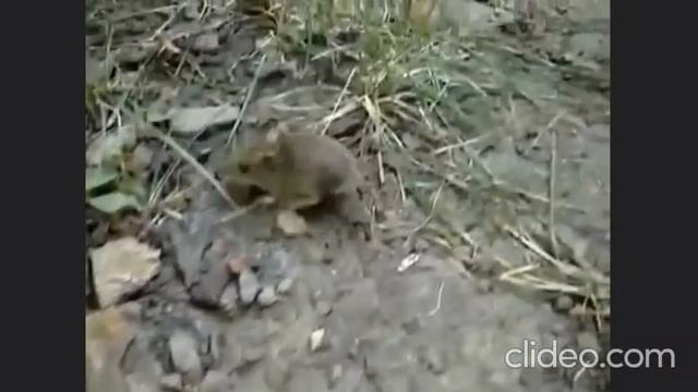 Нашествие мышей. Наполеон на страже своей территории.