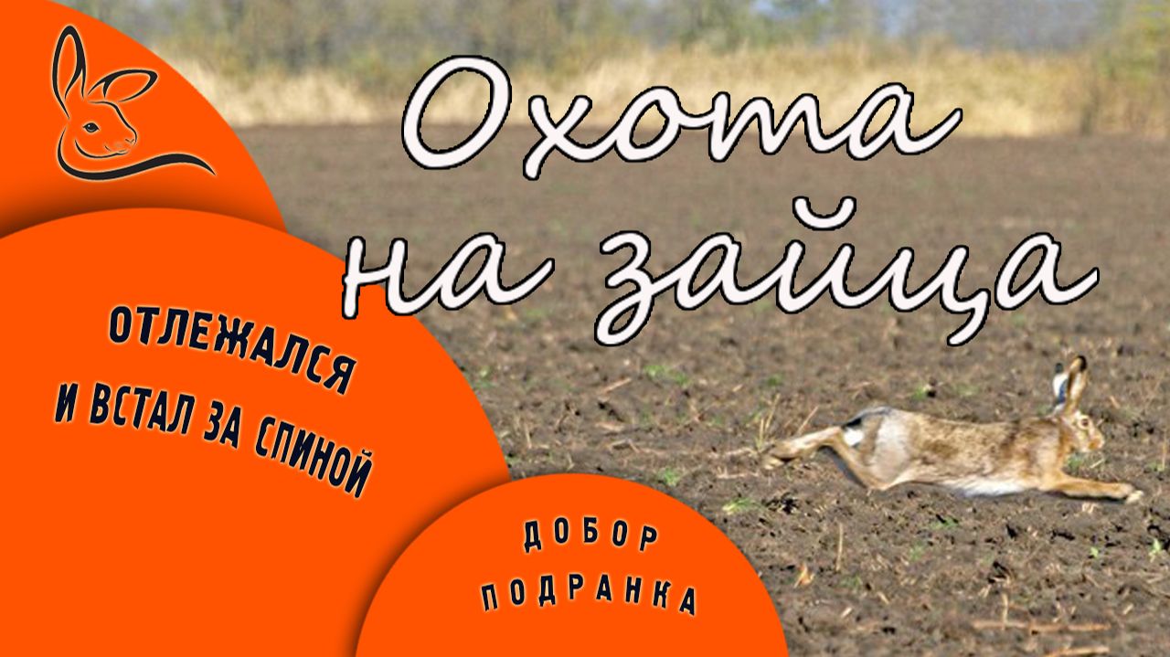 ОХОТА НА ЗАЙЦА 2025. Встают за спиной!