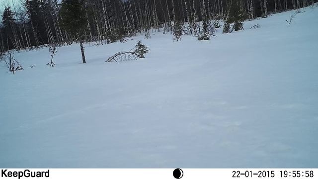 Югыд ва, медведь