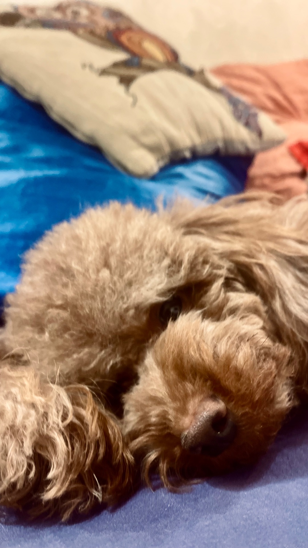 Той-пудель Абрикос лучший пёс на свете