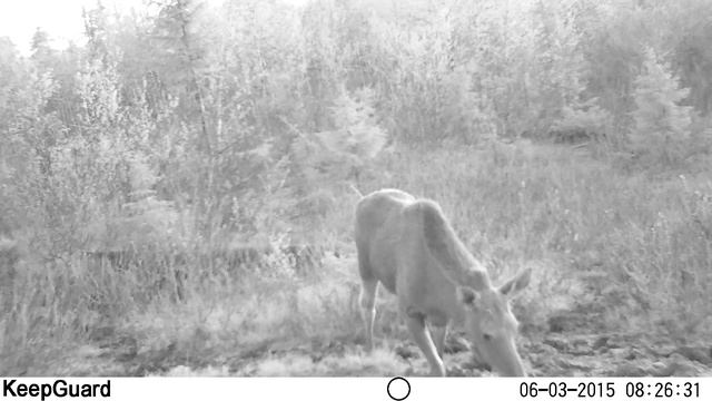 Югыд ва, лось