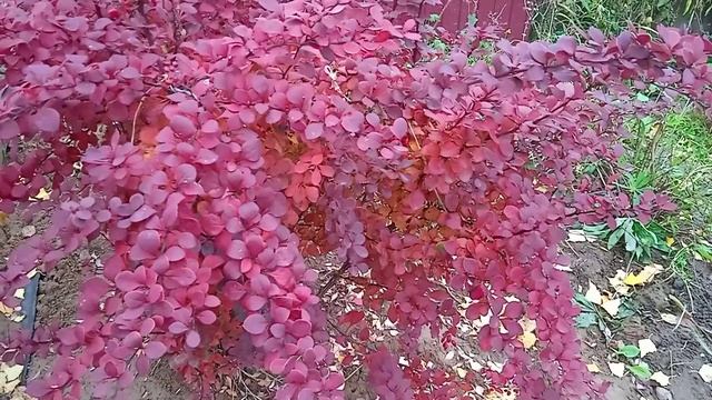 Как обеспечить надежный уход барбарису Тунберга