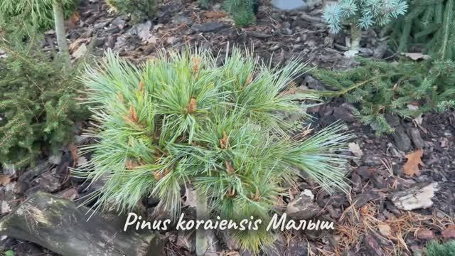 Pinus koraiensis Малыш