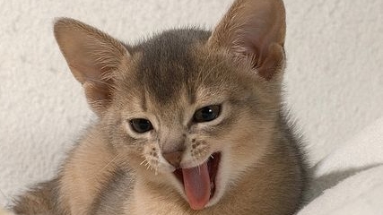 ПОРОДА КОШЕК : Мелкие