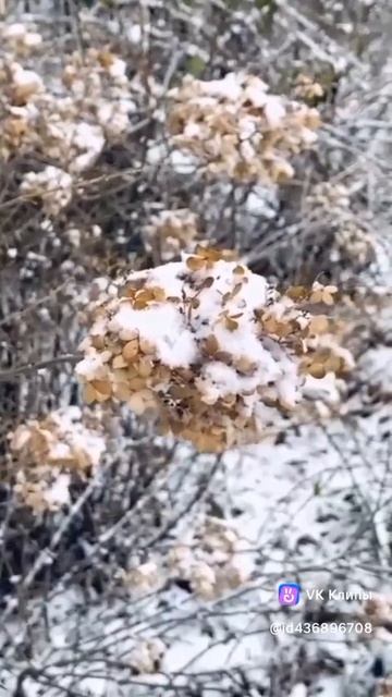 Гортензия под снегом. Зима наступает. Зимний сад