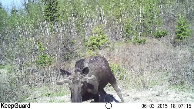 Югыд ва, лось