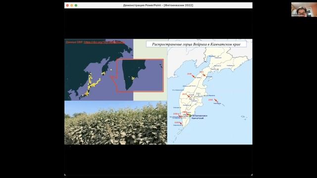 Persicaria weyrichii и Reynoutria sachalinensis в Камчатском крае