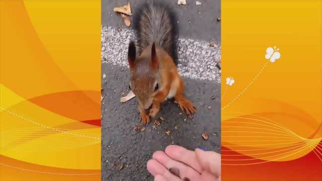 Братья наши меньшие