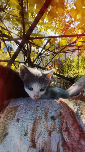 Котики