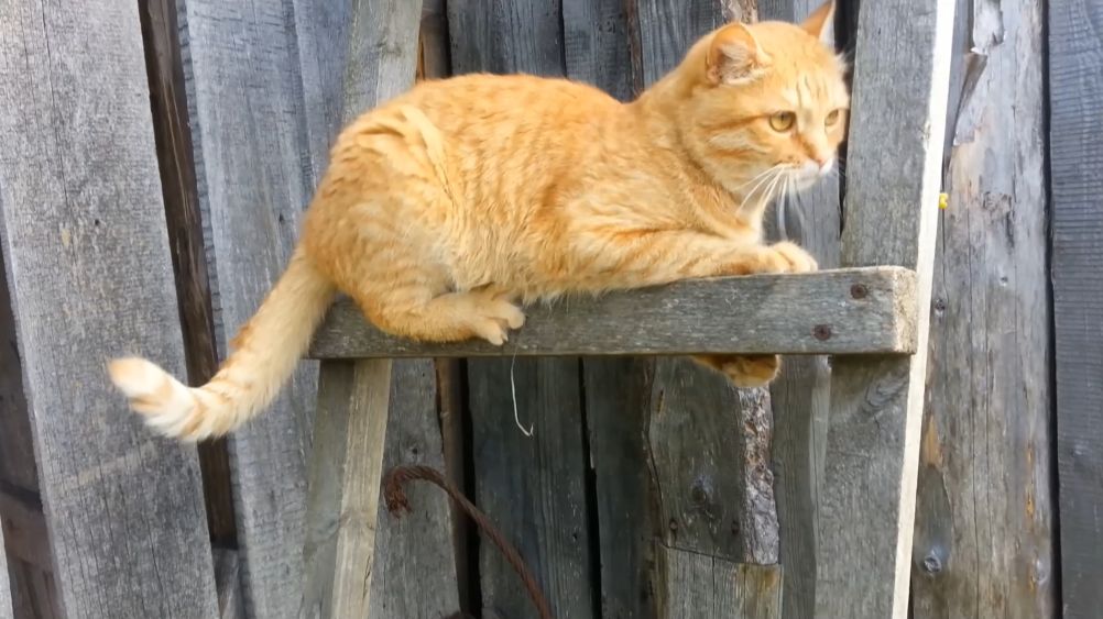 Мишкино детство