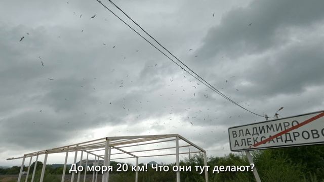 Сотни чаек вдали от моря, что они тут делали?