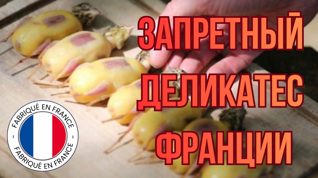 Тёмная сторона французской кухни: шокирующая история ортолана