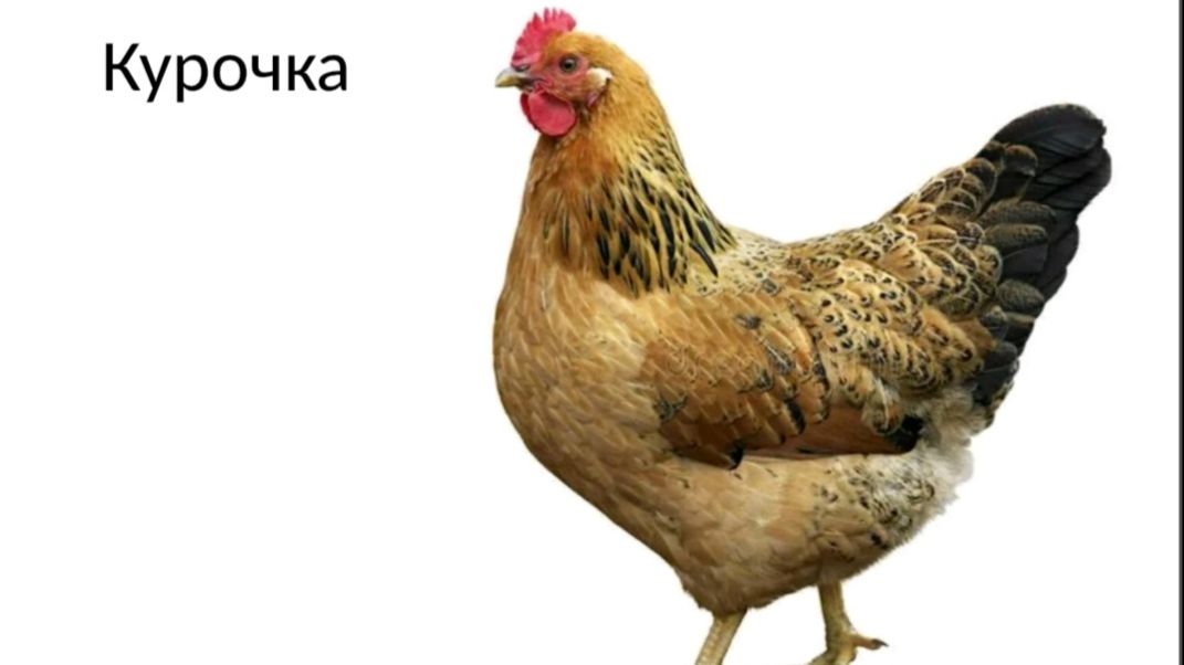 7. "Курочка" из вокального цикла Виктора Калинникова "Десять детских песен"