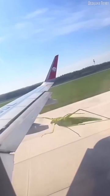 Не в траве сидел кузнечик #мотивация #рекомендации #музыка #funnyvideo #тренд #trend #shorts