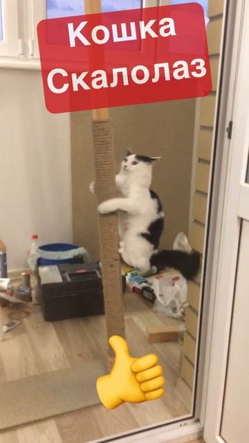 "Шерстяной спецназ: операция «Шест»" 🐈