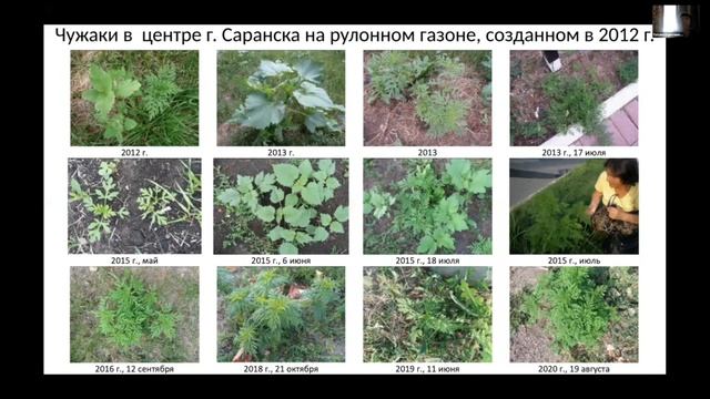 Чужеродные виды и Черная книга флоры республики Мордовия