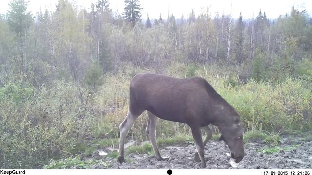 Югыд ва, лосенок